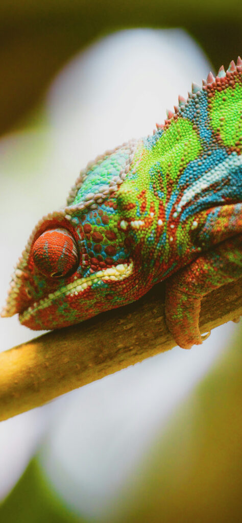 Chameleon Wallpaper for iPhone 11, Pro Max, X, 8, 7, 6 - Free Download ...
